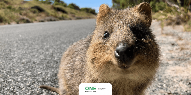 รวมสัตว์ที่สุดยูนีค! ในประเทศออสเตรเลีย - One Education Group