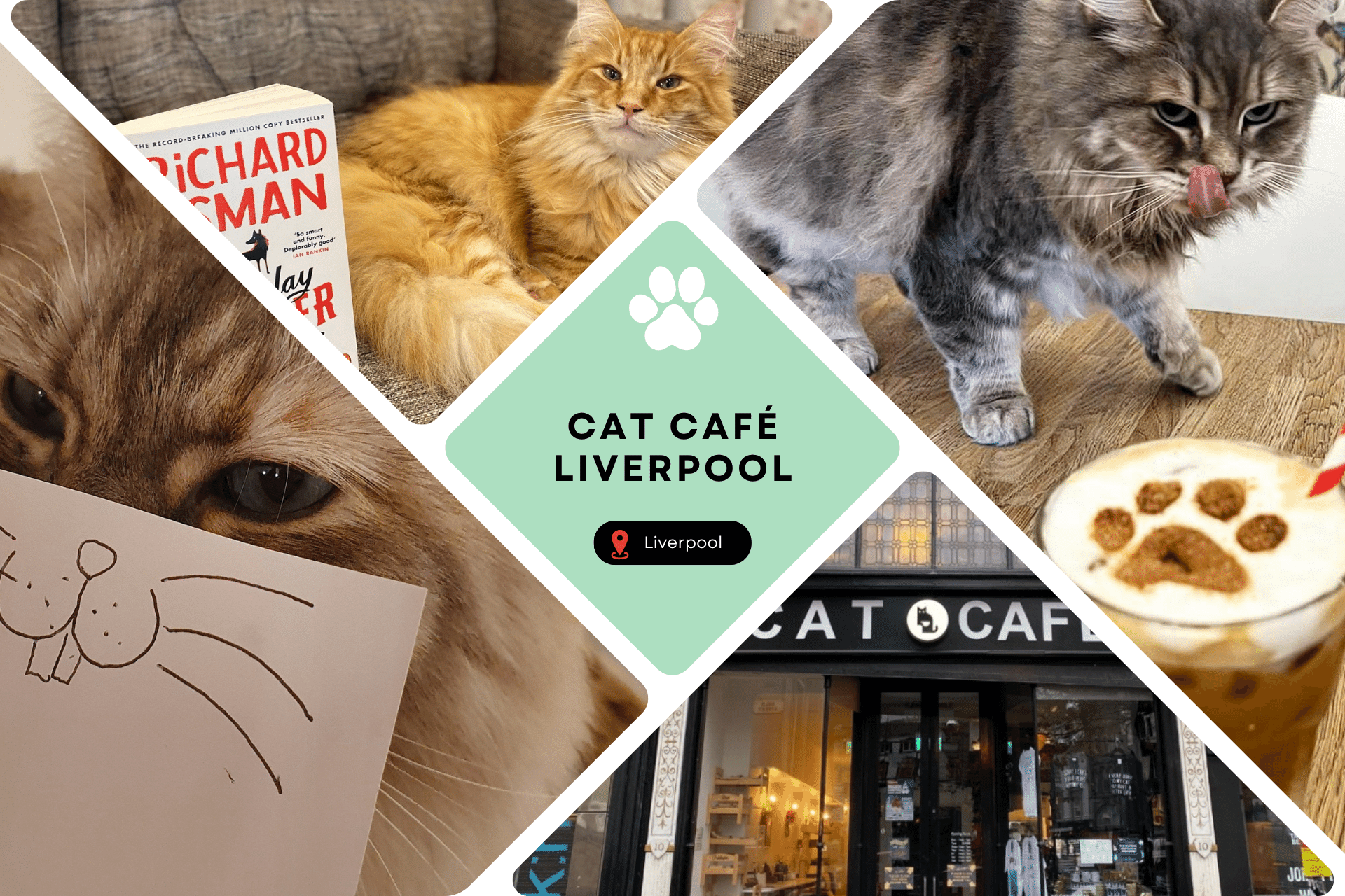 ปักหมุด 7 คาเฟ่แมวในอังกฤษ - One Education Group