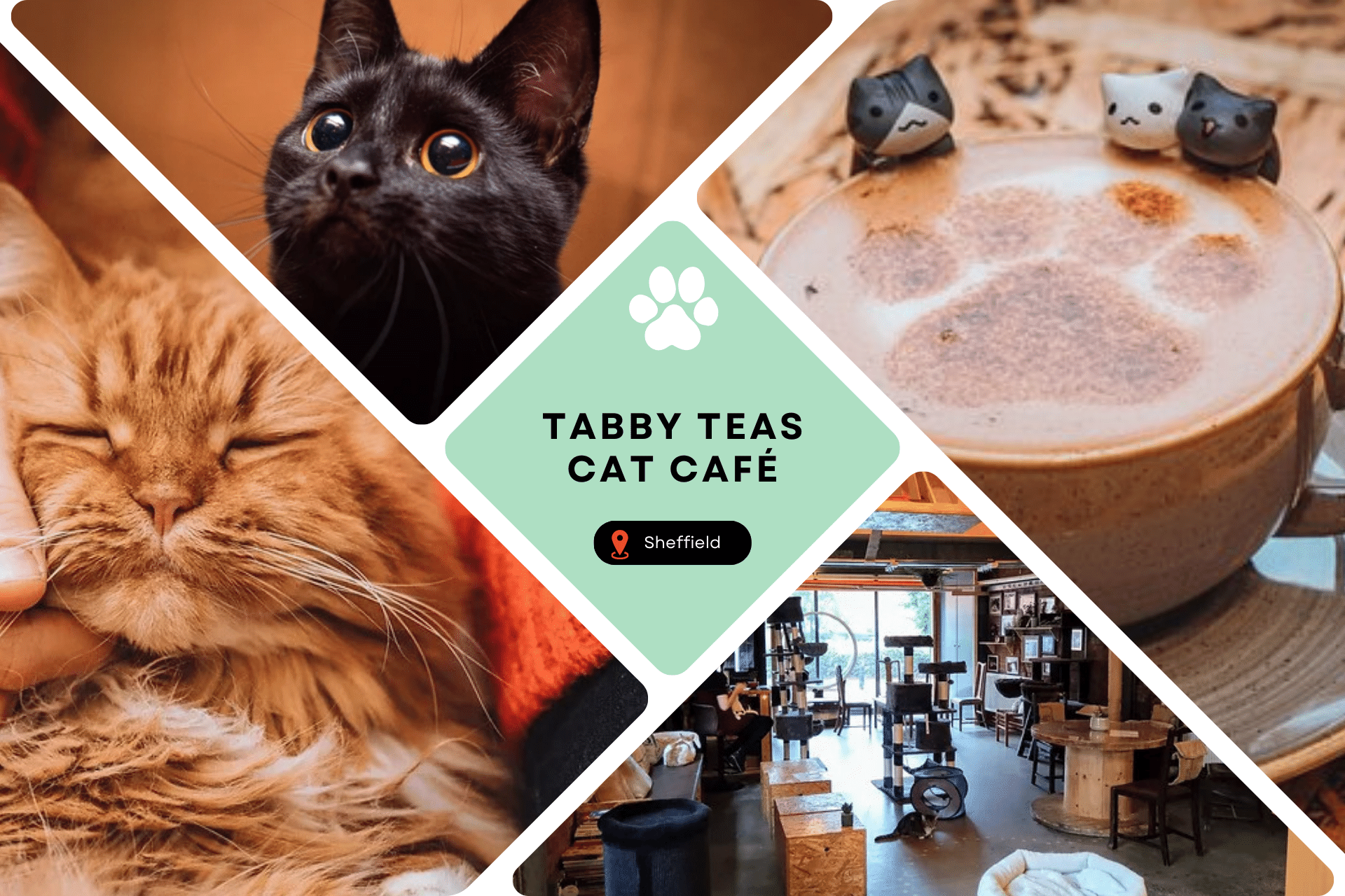 ปักหมุด 7 คาเฟ่แมวในอังกฤษ - One Education Group